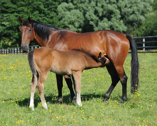 Chevaux d’élevage - Haras de Clarbec