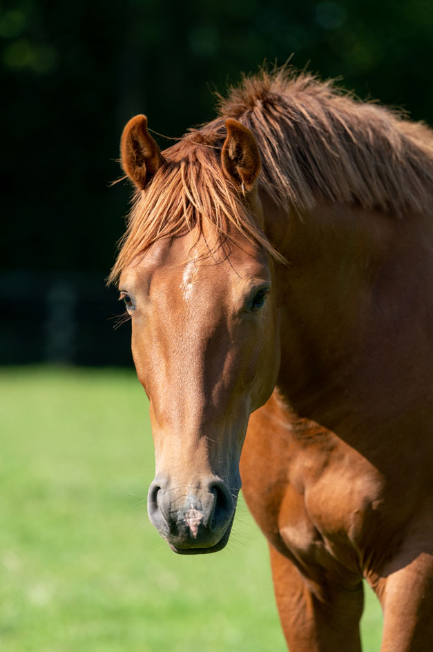 Heracles Gem - Haras de Clarbec